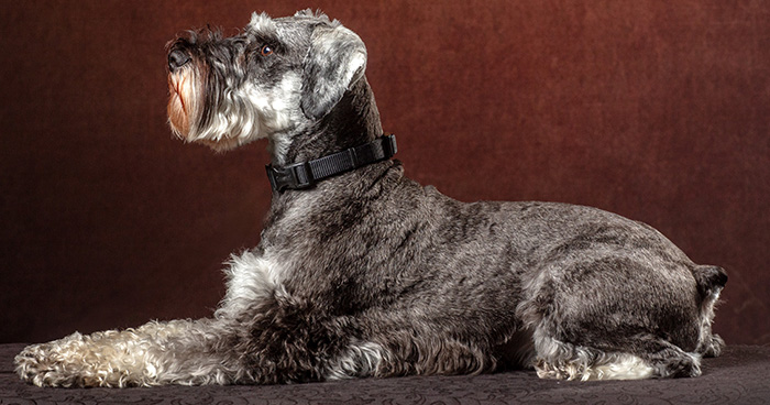 Meet Our Schnauzers - Purebred Miniature Schnauzer Breeders | Evan's ...